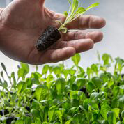 Oasis Springs Farm celebrates five-year anniversary with community ...